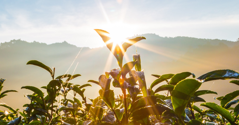 Get the scoop on Fair Trade and Organic Teas - Steep Thoughts